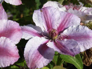 Clematis Darius