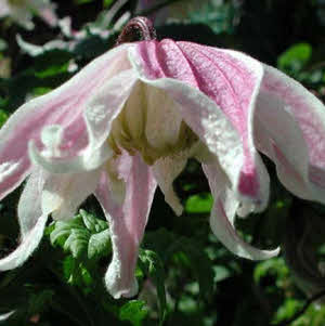 Bienenfreundliche Clematis | Clematis Baumschule W. Kruse